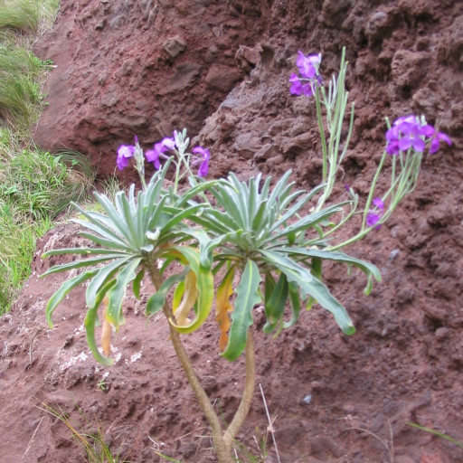 Hoary Stock (Matthiola Incana) Plant Care & How to Grow, Water
