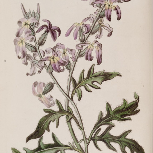 Night-Scent Stock (Matthiola Longipetala) Plant Care & How to Grow, Water