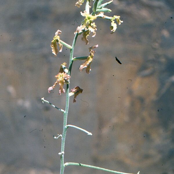 Matthiola Maroccana Care Guide: Water, Soil & Propagation - Plantiary