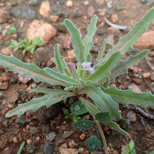 Smallflower Stock (Matthiola Parviflora) Plant Care & How to Grow, Water