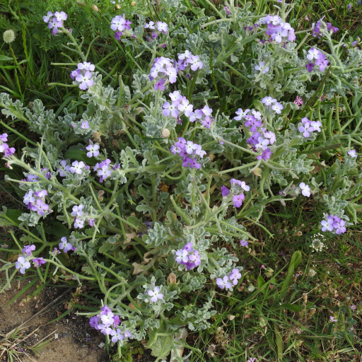 Mediterranean Stock (Matthiola Tricuspidata) Plant Care & How to Grow ...