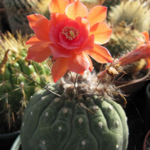 Orange Matucana (Matucana Aurantiaca) Care Guide: Water, Soil ...