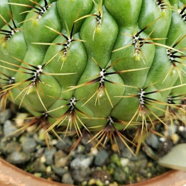 Matucana Aureiflora Care Guide: Water, Soil & Propagation - Plantiary