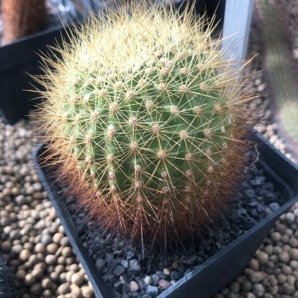 Matucana Haynei Plant Care & How to Grow, Water