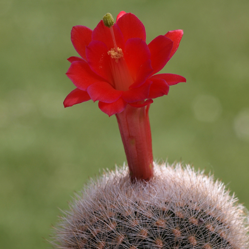 Matucana Haynii Care Guide: Water, Soil & Propagation - Plantiary