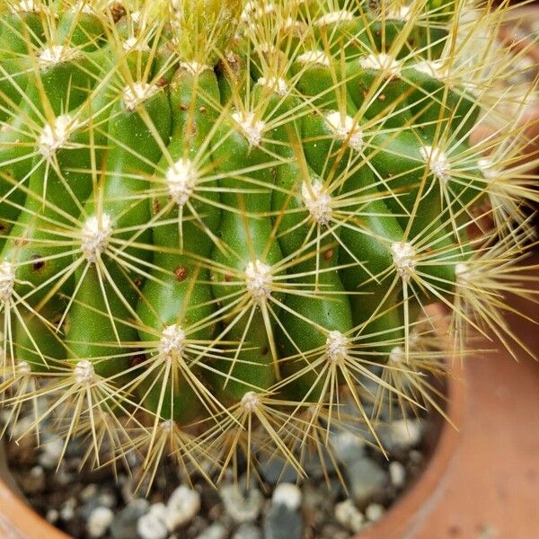 Matucana Huagalensis Care Guide: Water, Soil & Propagation - Plantiary