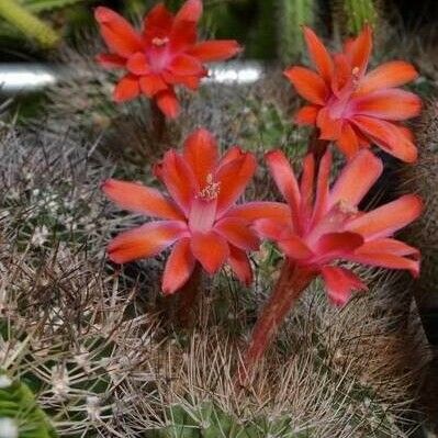 Matucana Krahnii Plant Care & How to Grow, Water