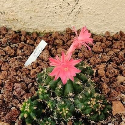 Matucana Pujupatii Plant Care & How to Grow, Water