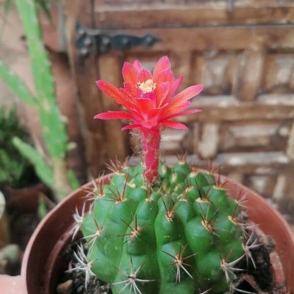 Matucana Tuberculata Care Guide: Water, Soil & Propagation - Plantiary
