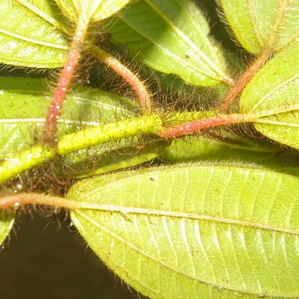Matudaea Trinervia Plant Care & How to Grow, Water