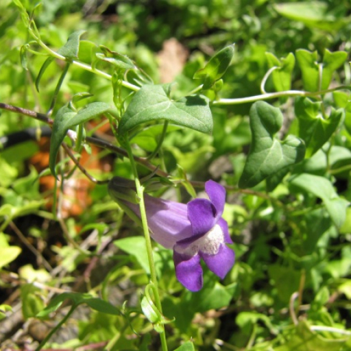 Roving Sailor (Maurandya Antirrhiniflora) Plant Care & How to Grow, Water