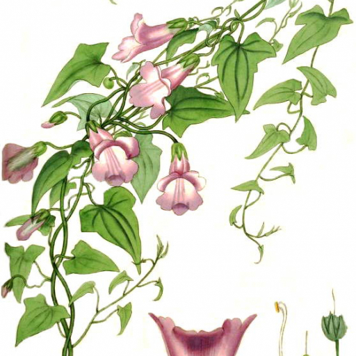 Climbing Foxglove (Maurandya Scandens) Plant Care & How to Grow, Water