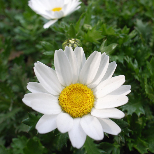 Sunflower (Mauranthemum Paludosum) Plant Care & How to Grow, Water