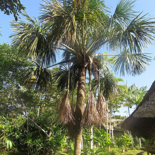 Muriti (Mauritia Flexuosa) Plant Care & How to Grow, Water