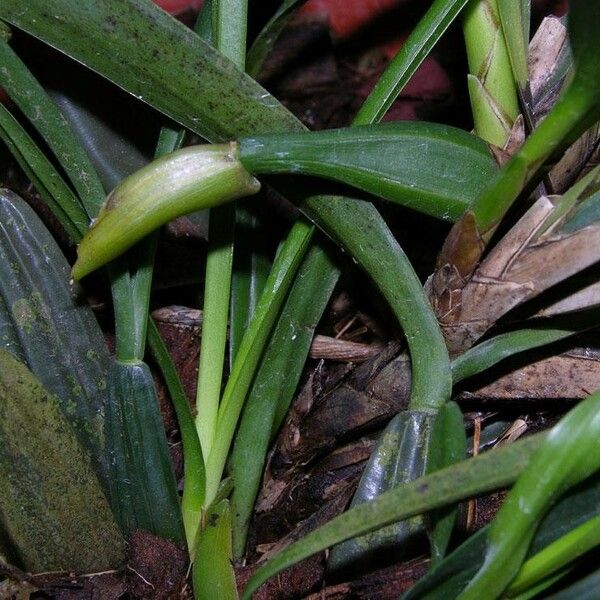 Maxillaria Aciantha Plant Care & How to Grow, Water