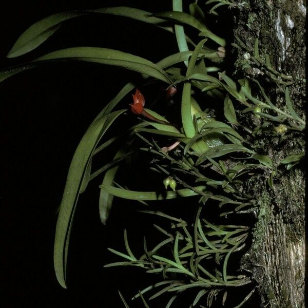 Scarlet Flame Orchid (Maxillaria Coccinea) Plant Care & How to Grow, Water