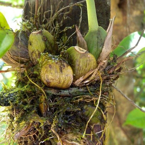 Maxillaria Confusa Care Guide: Water, Soil & Propagation - Plantiary
