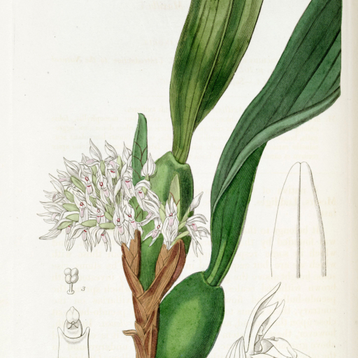 Maxillaria Densa Plant Care & How to Grow, Water