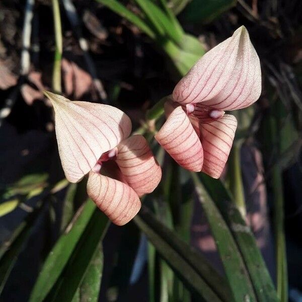 Maxillaria Egertoniana Plant Care & How to Grow, Water