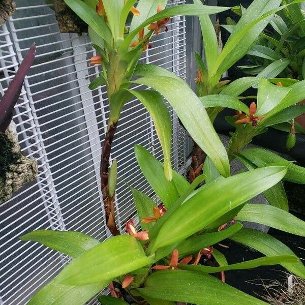 Maximilian Sunflower (Helianthus Maximiliani) Plant Care & How to Grow ...