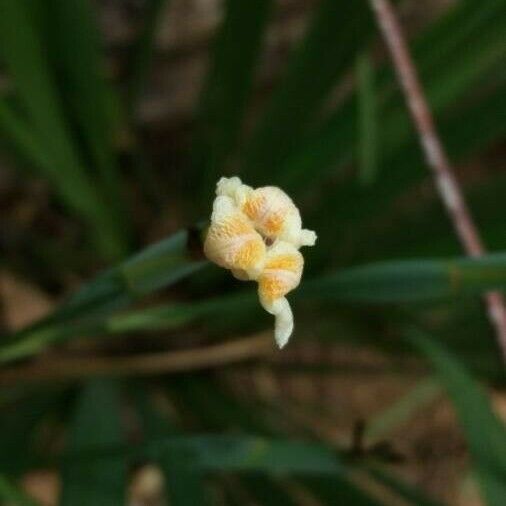 Maxillaria Neglecta Plant Care & How to Grow, Water