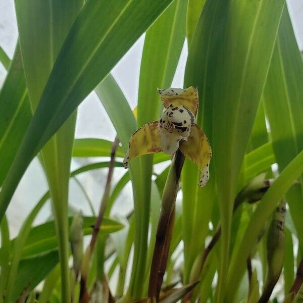 Maxillaria Picta Plant Care & How to Grow, Water