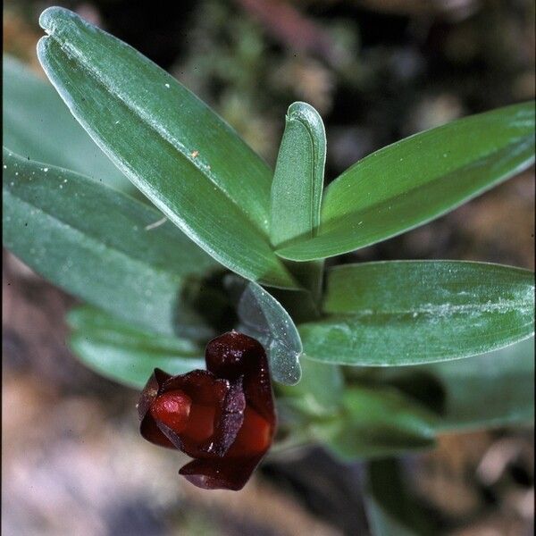 Maxillaria Ponerantha Plant Care & How to Grow, Water