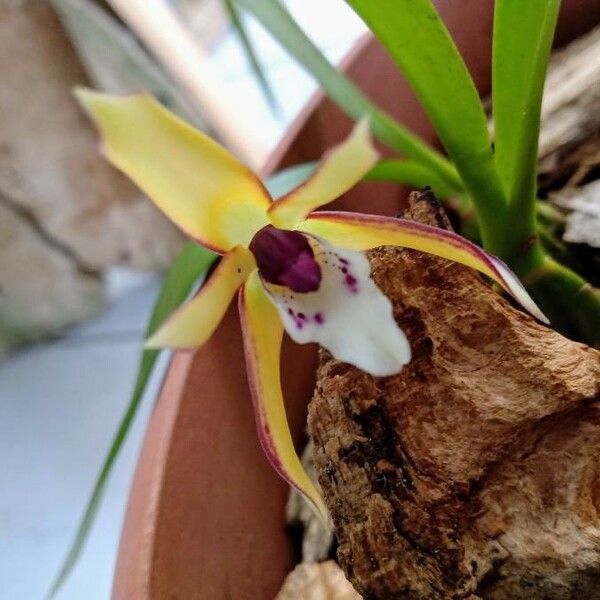 Maxillaria Porrecta Plant Care & How to Grow, Water