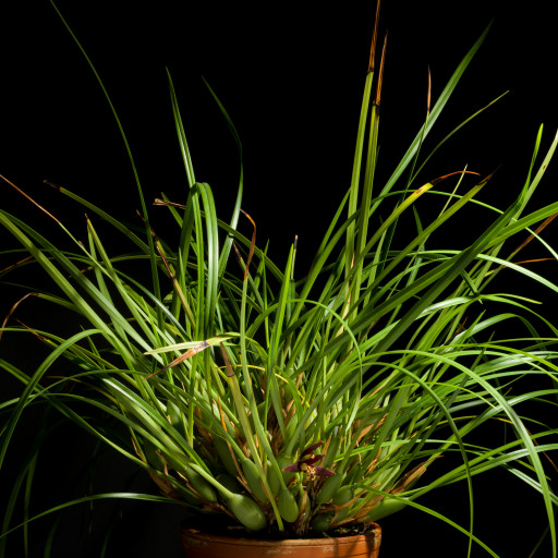 Coconut Orchid (Maxillaria Tenuifolia) Plant Care & How to Grow, Water