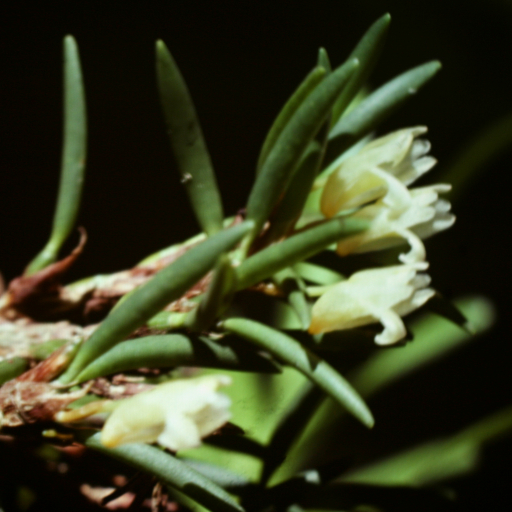 Maxillaria Uncata Plant Care & How to Grow, Water