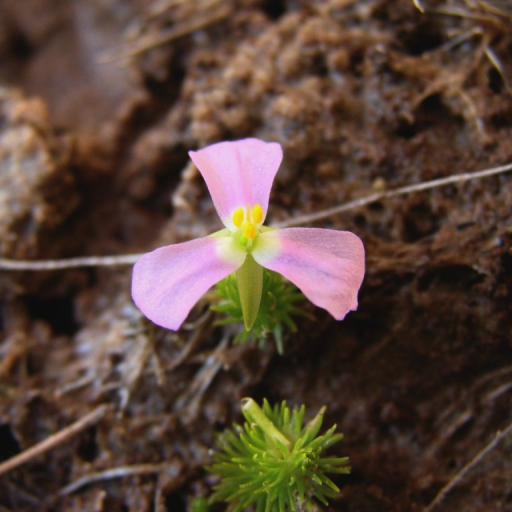 Stream Bogmoss (Mayaca Fluviatilis) Plant Care & How to Grow, Water