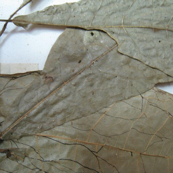 Mayna Odorata Plant Care & How to Grow, Water