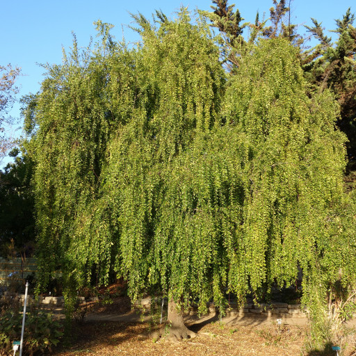 Mayten (Maytenus Boaria) Plant Care & How to Grow, Water