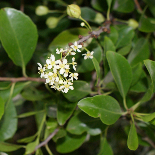 Maytenus Canariensis Plant Care & How to Grow, Water