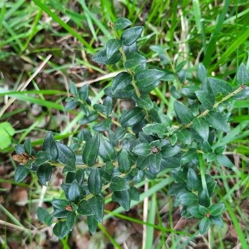 Maytenus Chubutensis Plant Care & How to Grow, Water