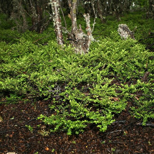 Chuchuhuasi (Maytenus Disticha) Plant Care & How to Grow, Water