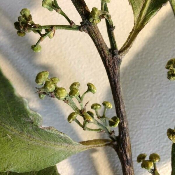 Maytenus Evonymoides Plant Care & How to Grow, Water