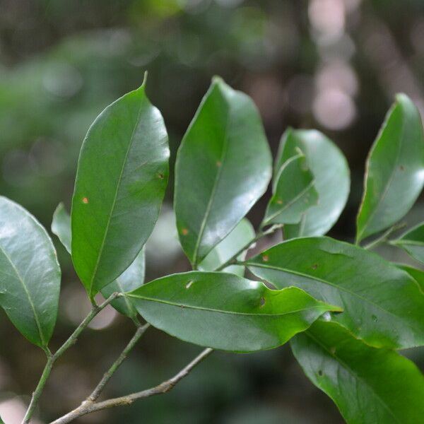 Maytenus Purpusii Care Guide: Water, Soil & Propagation - Plantiary