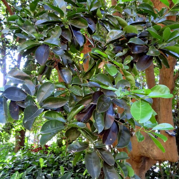 Maytenus Quadrangulata Plant Care & How to Grow, Water