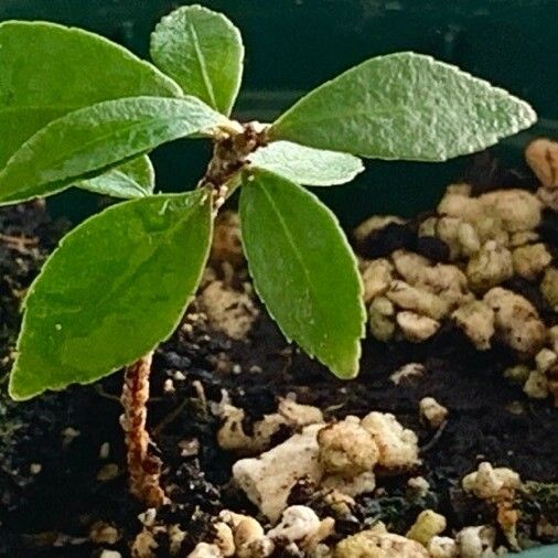 Maytenus Tetragona Plant Care & How to Grow, Water