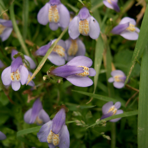 Miquel's Mazus (Mazus Miquelii) Plant Care & How to Grow, Water