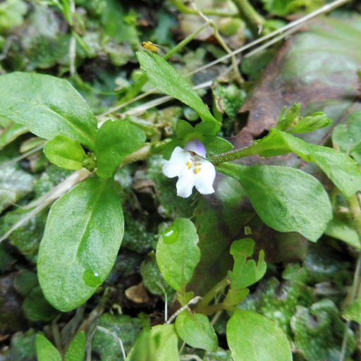 Asian Mazus (Mazus Pumilus) Plant Care & How to Grow, Water