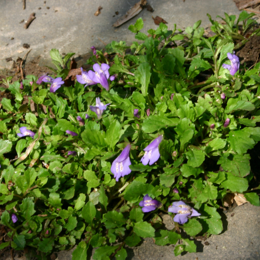 Mazus Reptans Plant Care & How to Grow, Water