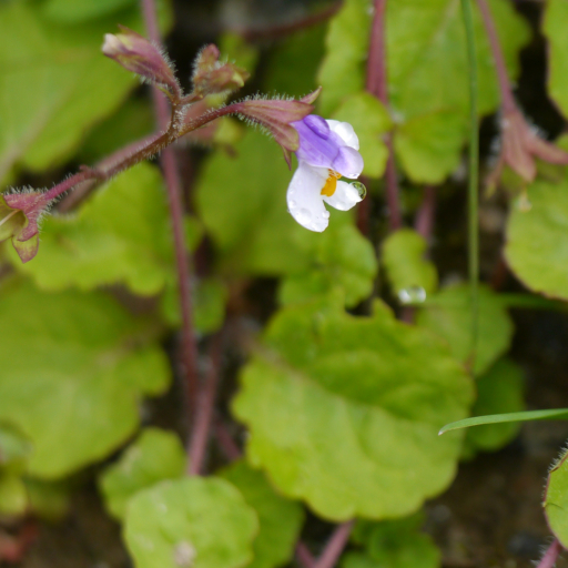 Suckering Mazus (Mazus Surculosus) Care Guide: Water, Soil ...
