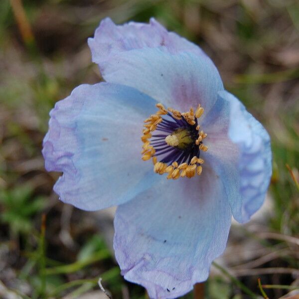 Meconopsis Bella Plant Care & How to Grow, Water