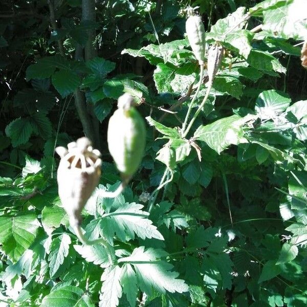 Meconopsis Forrestii Care Guide: Water, Soil & Propagation - Plantiary