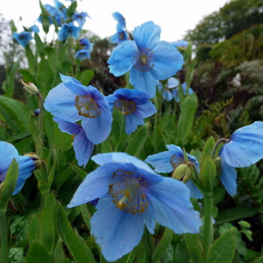 Blue Poppy (Meconopsis Grandis) Plant Care & How to Grow, Water