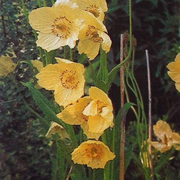 Lampshade Poppy (Meconopsis Integrifolia) Plant Care & How to Grow, Water