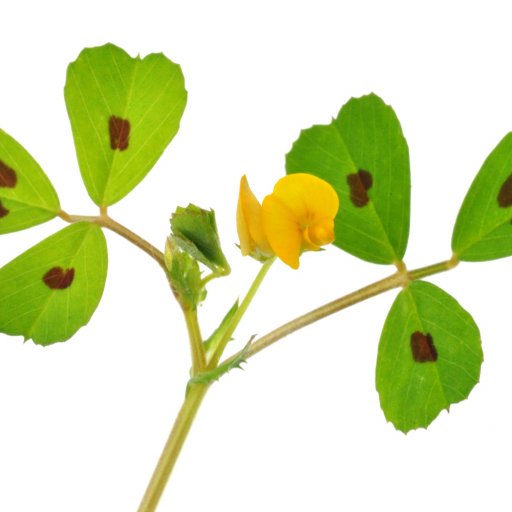 Spotted Medick (Medicago Arabica) Plant Care & How to Grow, Water