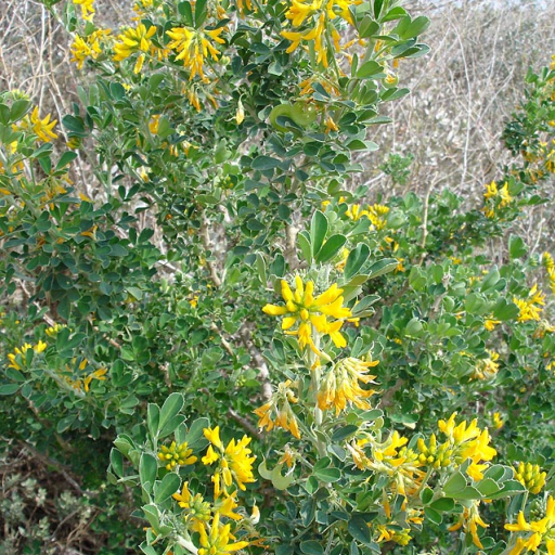Tree Medick (Medicago Arborea) Plant Care & How to Grow, Water